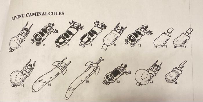 Solved I need to be shown a taxonomic classification of the | Chegg.com