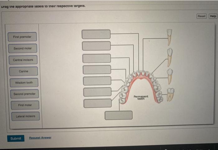 Solved Drag the appropriate labels to their respective | Chegg.com