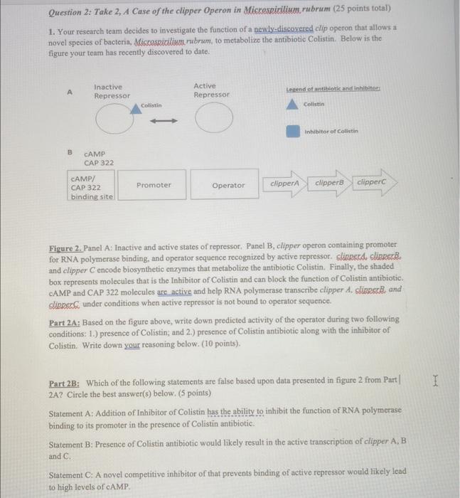 Solved Question 2: Take 2, A Case of the clipper Operon in | Chegg.com