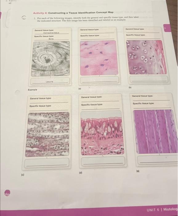 Activity 4: Constructing a Tissue Identificatien | Chegg.com Activity 4: Constructing a Tissue Identificatien | Chegg.com