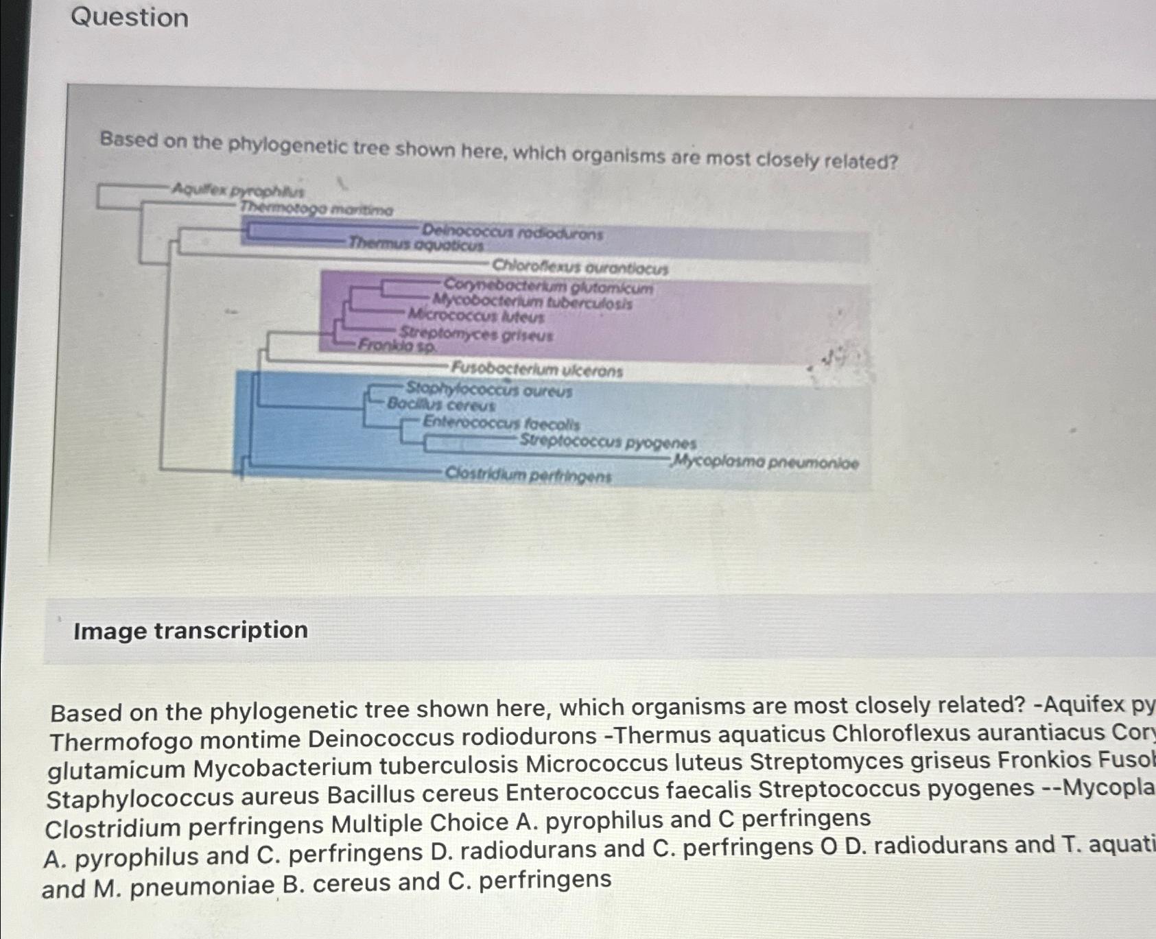 Solved QuestionBased on the phylogenetic tree shown here, | Chegg.com