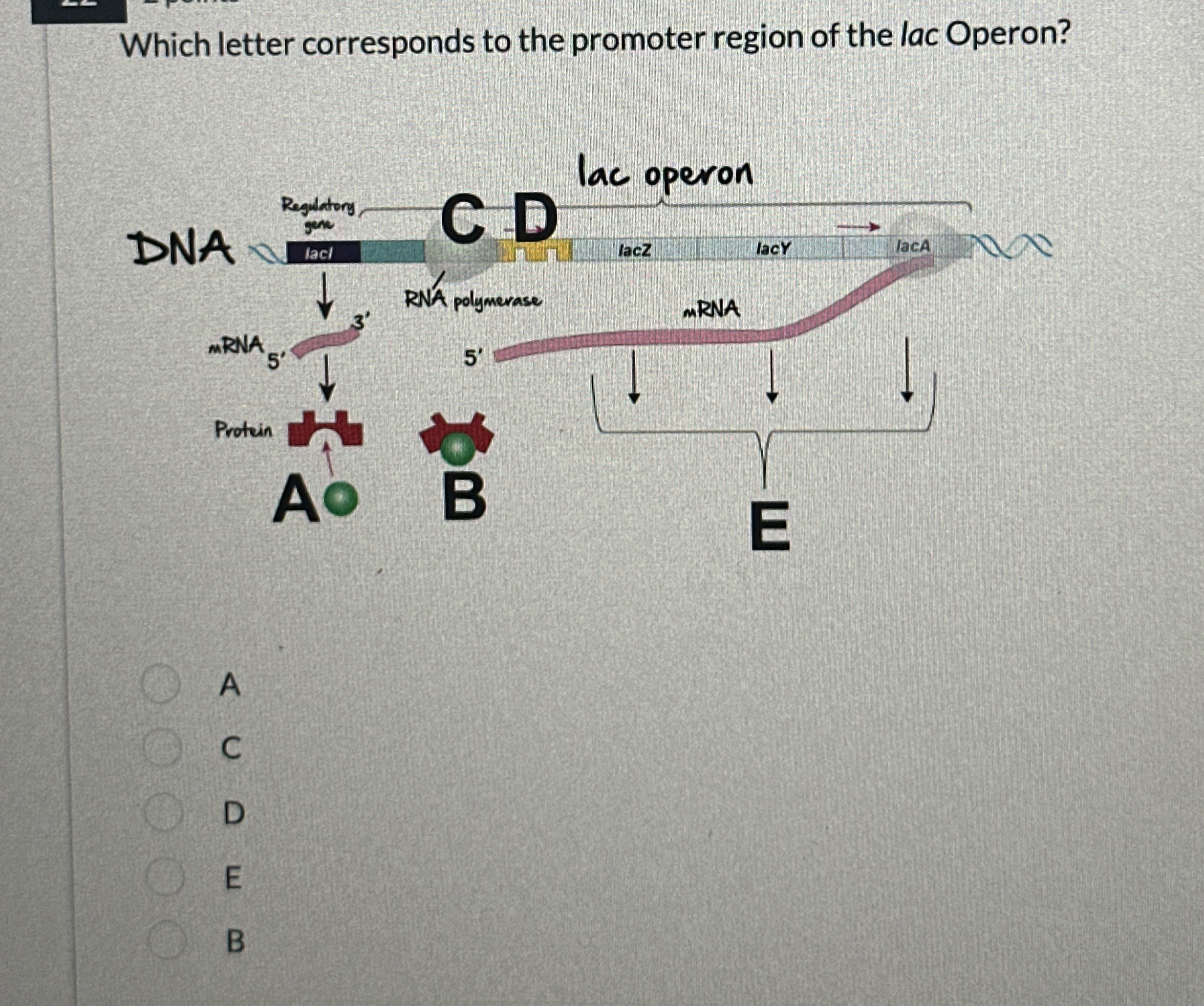 Solved Which letter corresponds to the promoter region of | Chegg.com