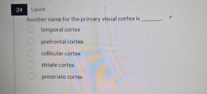 Solved 1 ﻿pointAnother name for the primary visual cortex is | Chegg.com