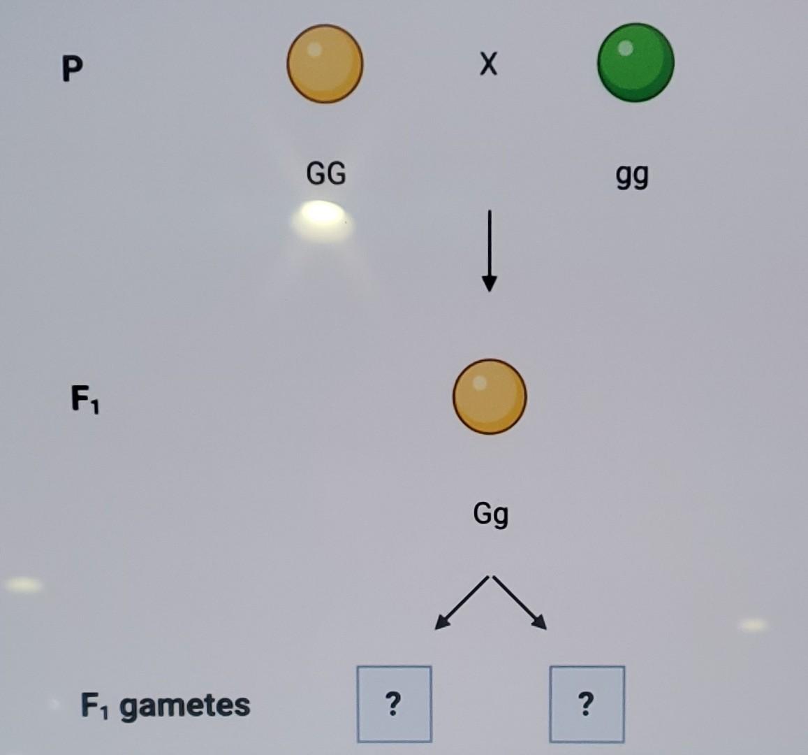 Solved Mendel's laws of segr-gation In this tutorial you | Chegg.com