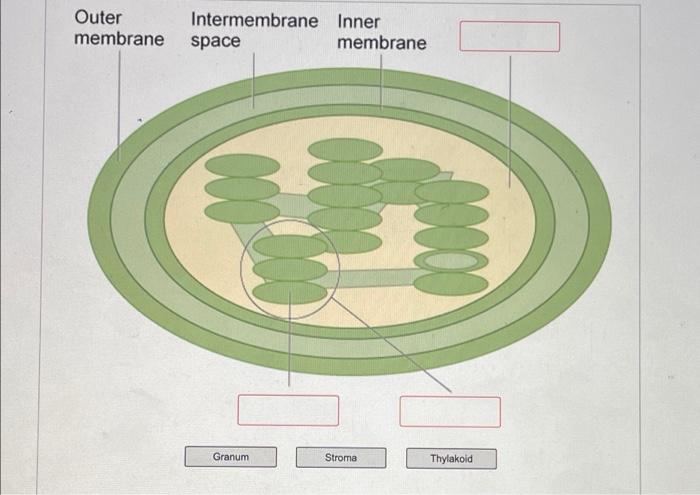 Solved Outer membrane Intermembrane Inner space membrane | Chegg.com
