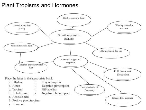 Solved Plant Tropisms and Hormones Root response to light | Chegg.com