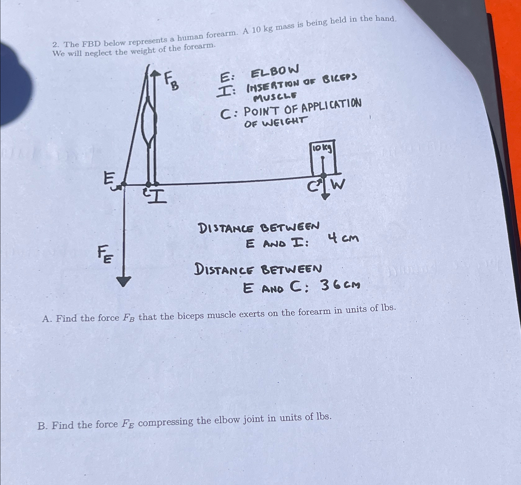 Solved The FBD below represents a human forearm. A 10kg | Chegg.com