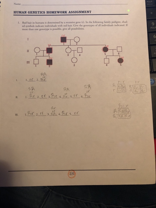 Solved HUMAN GENETICS HOMEWORK ASSIGNMENT 1. Red hair in | Chegg.com