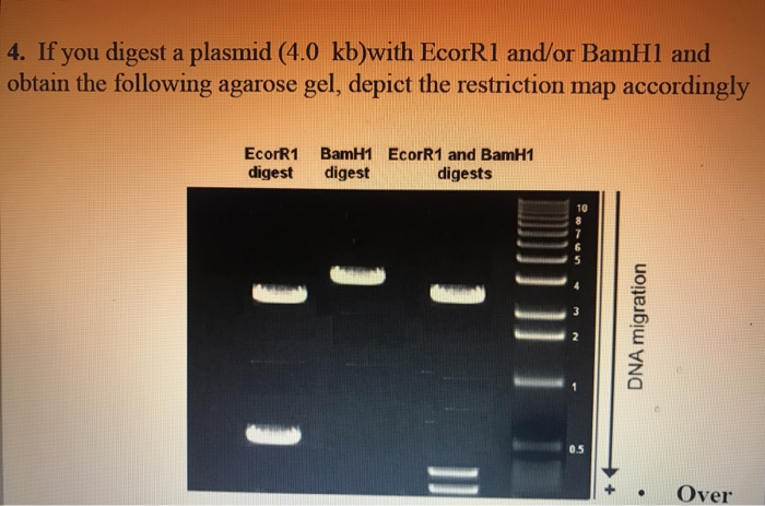 Solved 4. If you digest a plasmid (4.0 kb)with EcorR1 and/or | Chegg.com