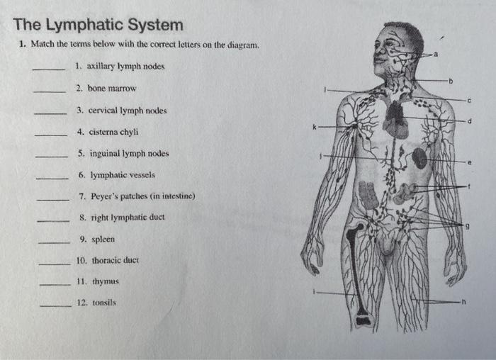 Solved The Lymphatic System 1. Match the terms below with | Chegg.com Solved The Lymphatic System 1. Match the terms below with | Chegg.com