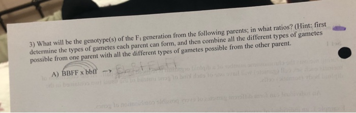 Solved 3) What will be the genotype(s) of the Fi generation | Chegg.com