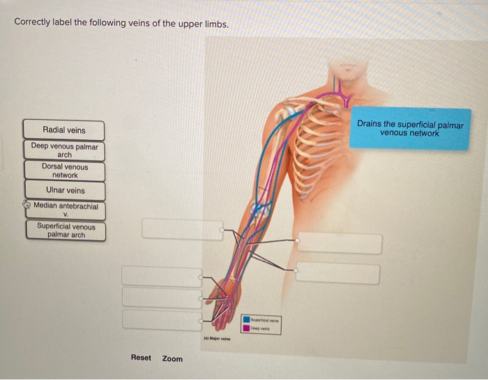 Solved Correctly label the following veins of the upper | Chegg.com