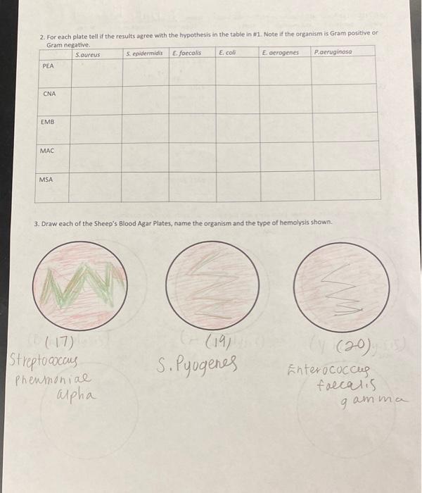 Solved BIOL 2310 In Lab Report #10 Selective and | Chegg.com