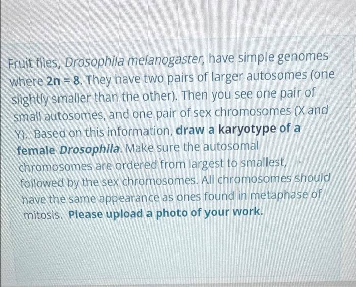 Solved Fruit flies, Drosophila melanogaster, have simple | Chegg.com