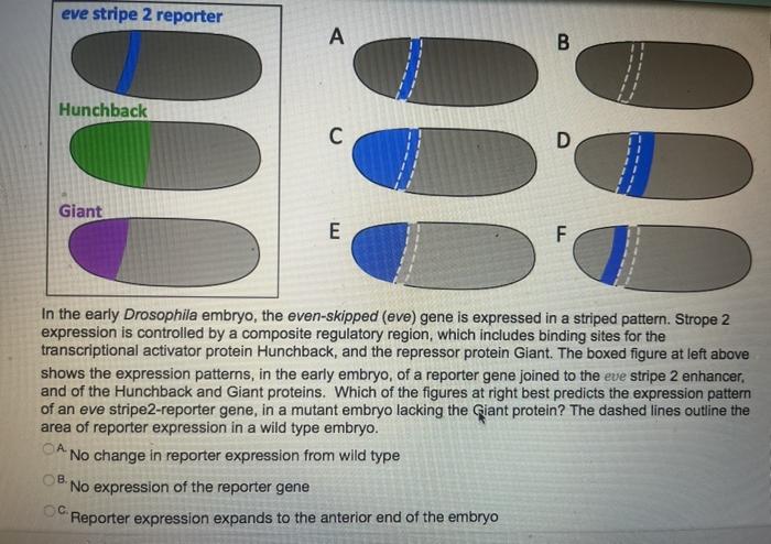 Solved eve stripe 2 reporter A B Hunchback C D 00 Giant E F | Chegg.com