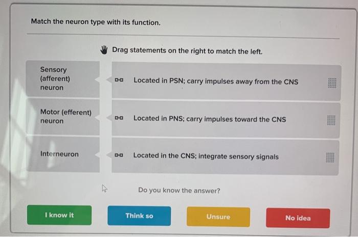 Solved Match the neuron type with its function. Drag | Chegg.com