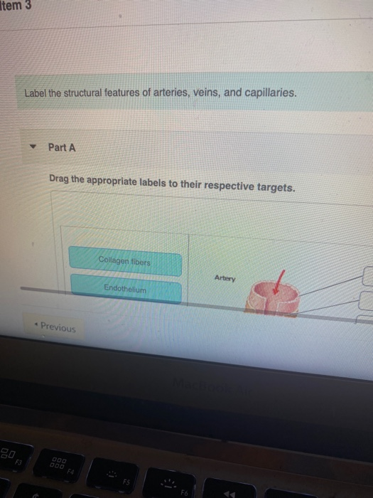 Solved Item 3 Label the structural features of arteries, | Chegg.com