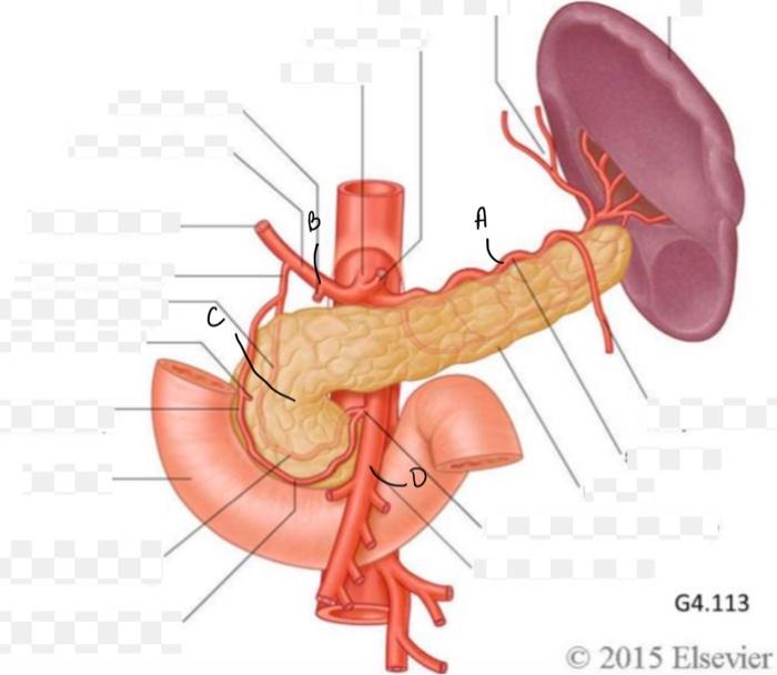 Solved plz label the answers and the letters | Chegg.com