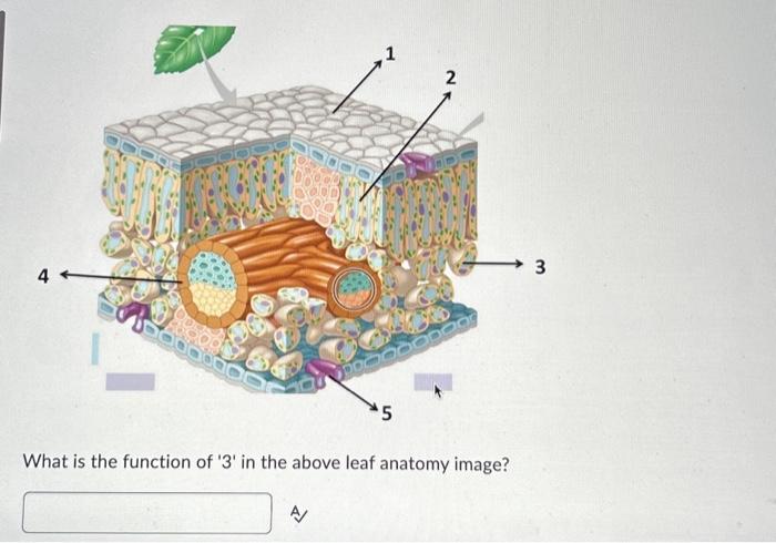 What is the function of ' 3 ' in the above leaf | Chegg.com