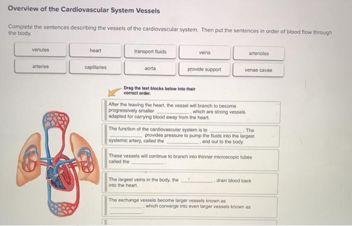 Solved Overview of the Cardiovascular System Vessels | Chegg.com