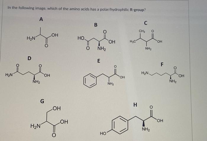 Solved In the following image, which of the amino acids has | Chegg.com