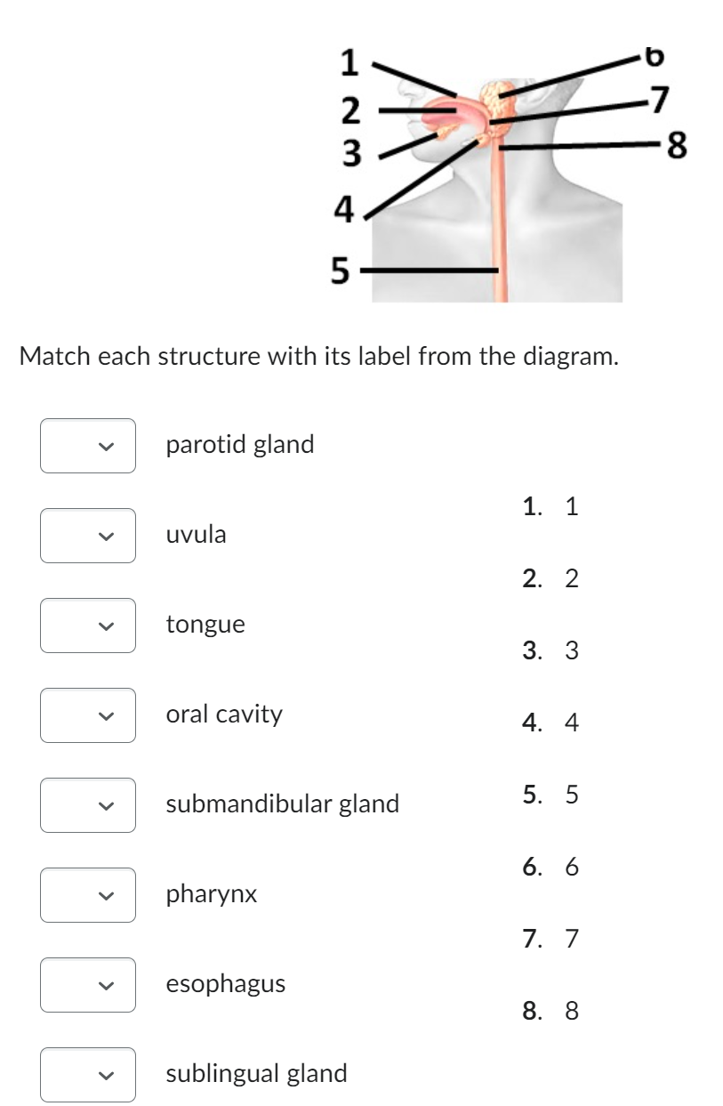 Solved Match each structure with its label from the | Chegg.com