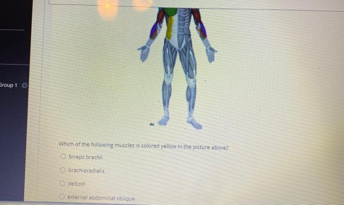Solved Which of the following muscles is colored blue in the | Chegg.com