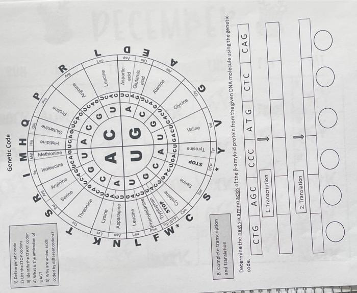 Solved Exercise 1: Protein Synthesis From DNA to RNA to | Chegg.com