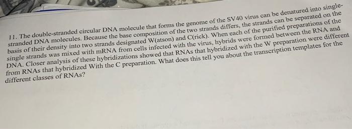 Solved 11. The double-stranded circular DNA molecule that | Chegg.com
