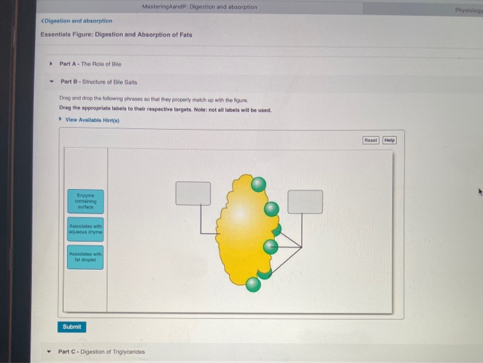 Solved MasteringAandP: Digestion and absorption Physiology | Chegg.com