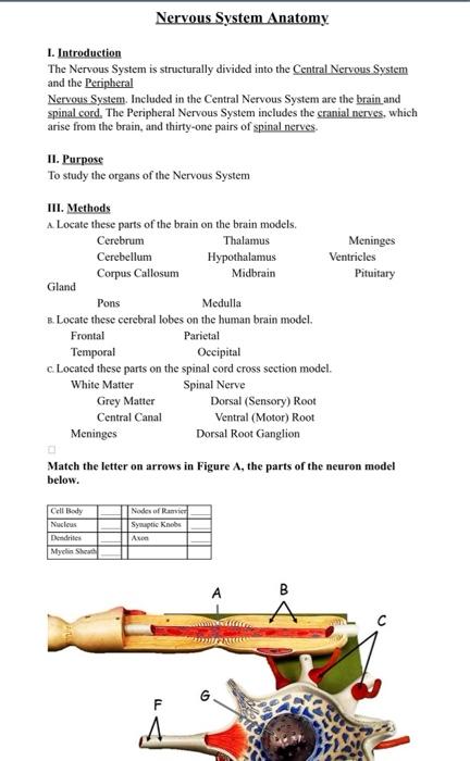 Solved Nervous System Anatomy 1. Introduction The Nervous | Chegg.com