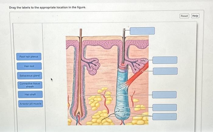 Solved Drag the labels to the appropriate location in the | Chegg.com