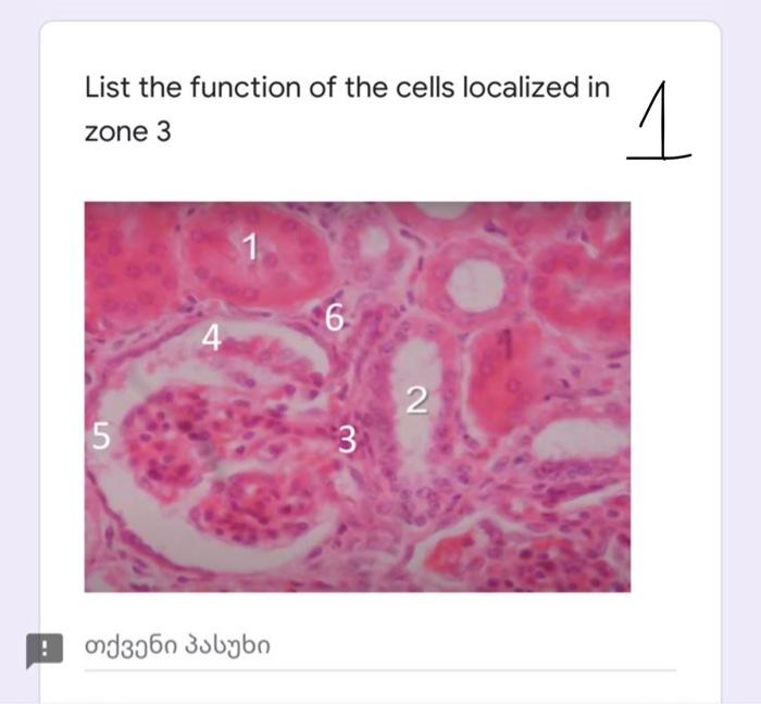 Solved List the function of the cells localized in zone 3 A | Chegg.com
