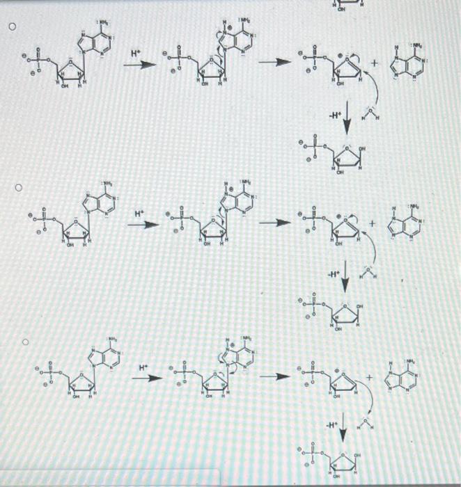 Solved DNA can lose a purine base in strong acid. which of | Chegg.com