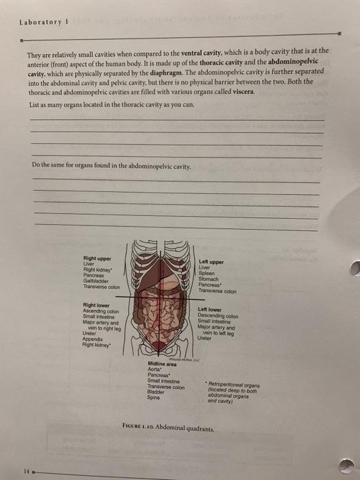 Solved Introduction to Anatomical Terminology and Body | Chegg.com Solved Introduction to Anatomical Terminology and Body | Chegg.com