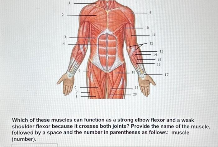 Solved Which of these muscles is an adductor and flexor | Chegg.com