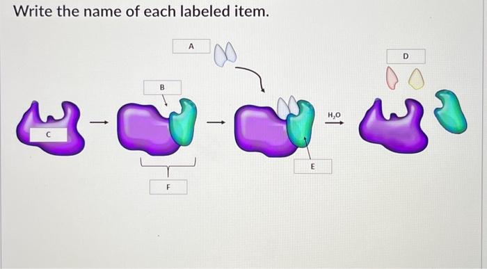 Solved Write the name of each labeled item. | Chegg.com