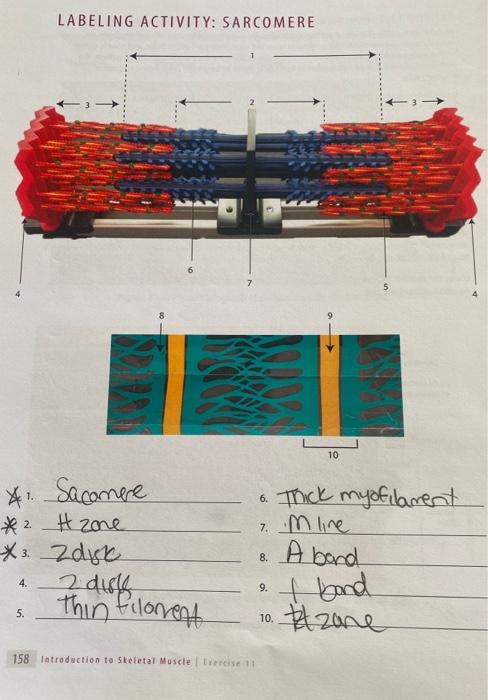 Sarcomere Model Labeled