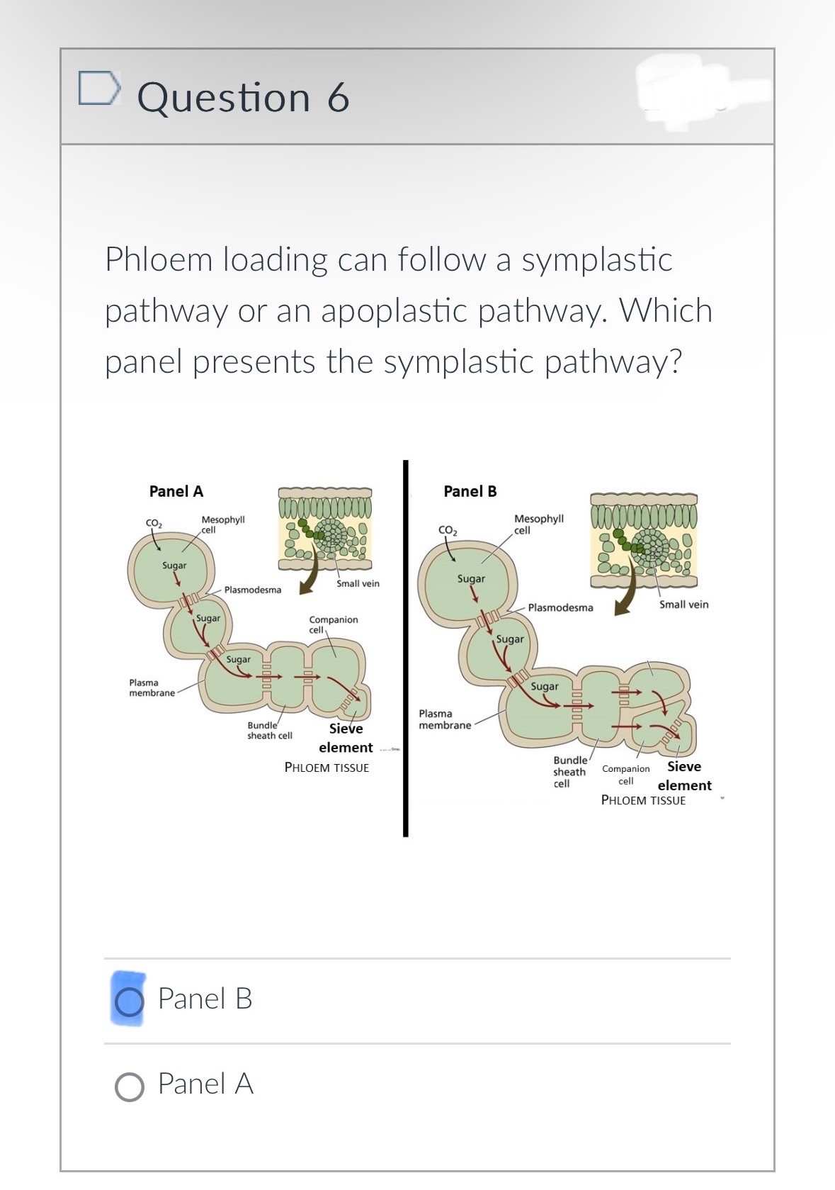 Solved Question 6Phloem loading can follow a symplastic | Chegg.com