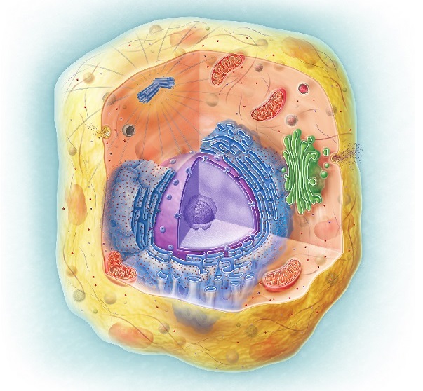 Art-Labeling Activity: The Cell and Its Organelles ﻿2 | Chegg.com