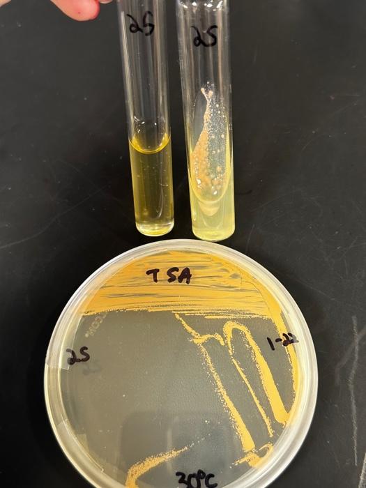 Solved Bacterial species name: Binomial | Chegg.com