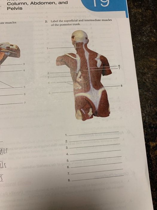 Solved Column, Abdomen, and Pelvis ate muscles 2. Label the | Chegg.com
