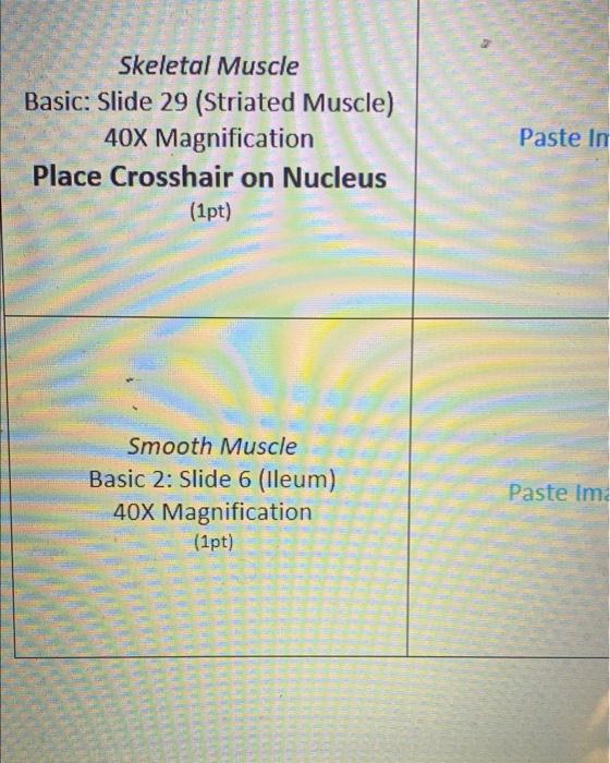Solved Skeletal Muscle Basic: Slide 29 (Striated Muscle) 40X | Chegg.com