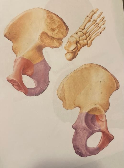 Vertebrae characteristics of cach area. For | Chegg.com