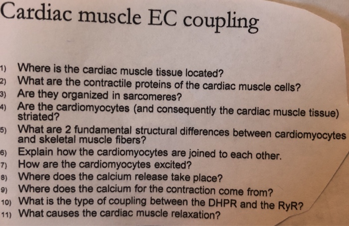 Solved Cardiac muscle EC coupling 1) Where is the cardiac | Chegg.com