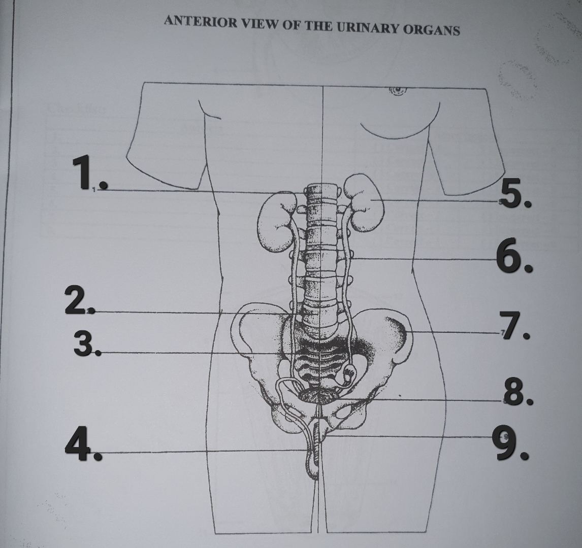 Solved ANTERIOR VIEW OF THE URINARY ORGANS. pls label | Chegg.com