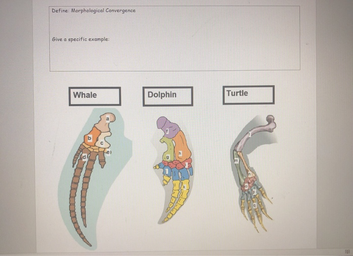 Solved Define: Morphological Convergence Give a specific | Chegg.com