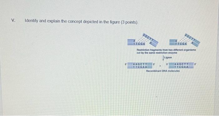 Solved VI. Identify and explain the concept depicted in the | Chegg.com