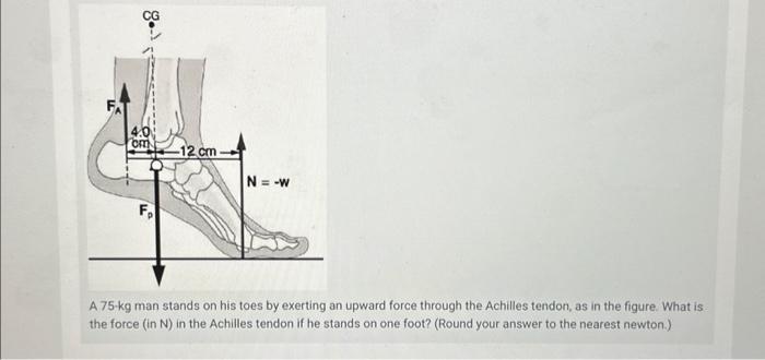 Solved A 75 kg man stands on his toes by exerting an upward | Chegg.com