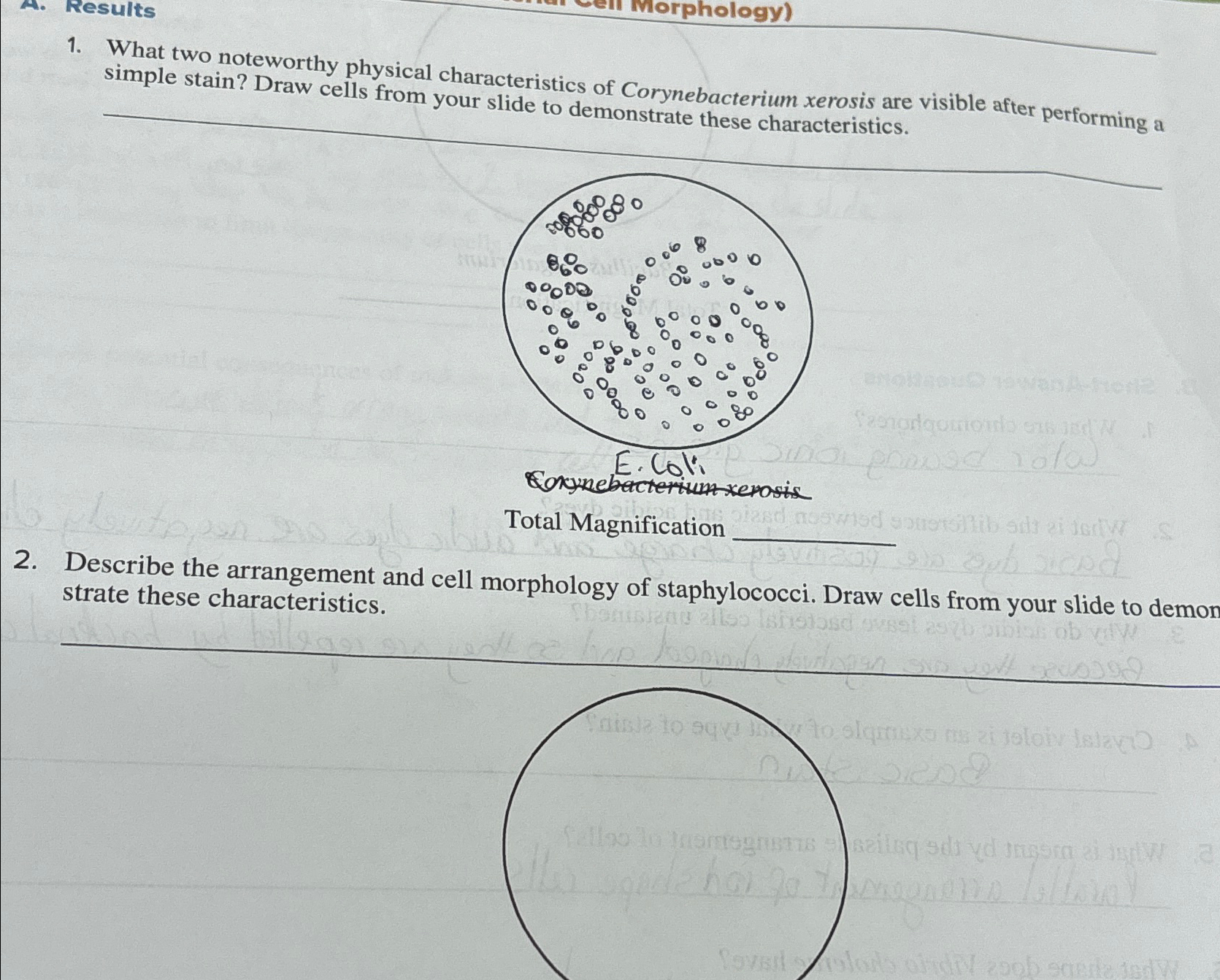 Solved A. ﻿Results(Morphology)What two noteworthy physical | Chegg.com